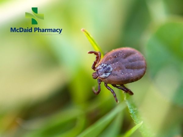 Facts About Lyme Disease And The Best Ways To Treat It Ireland, UK, Europe